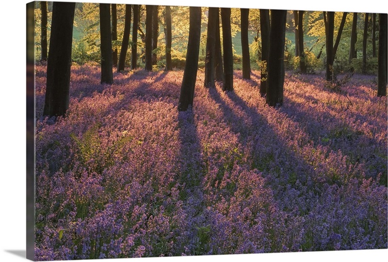 Bluebell Sunset | Great Big Canvas