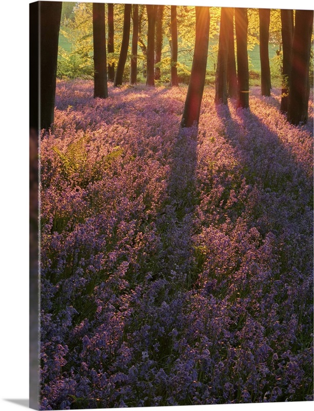 Bluebell Sunset II | Great Big Canvas