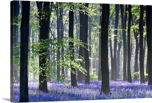 Bluebell Vision | Great Big Canvas