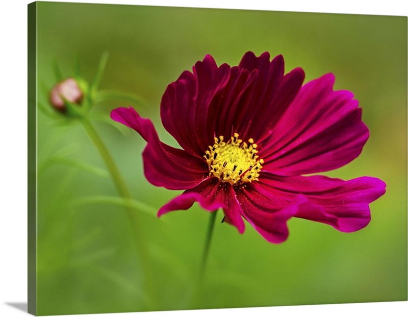 Blush Cosmos | Great Big Canvas