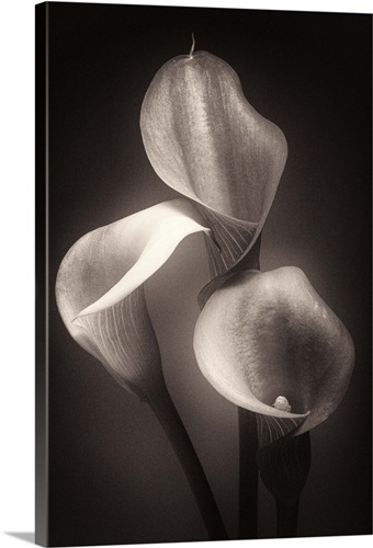 Calla Lilly Sepia | Great Big Canvas