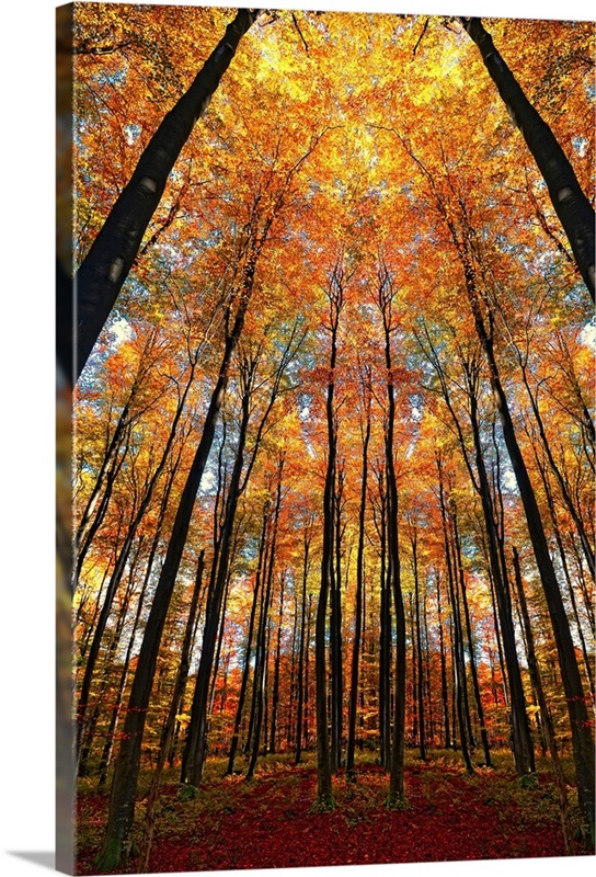 Cathedral Fall | Great Big Canvas