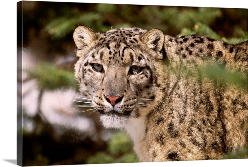 Cautious | Great Big Canvas