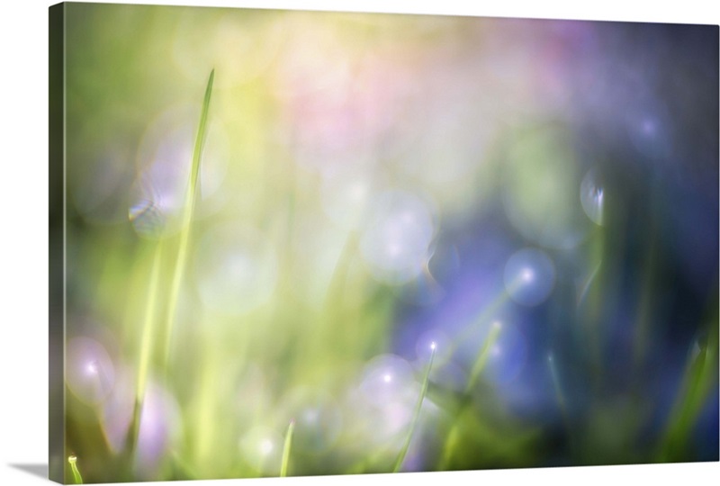 Colourful Dew | Great Big Canvas