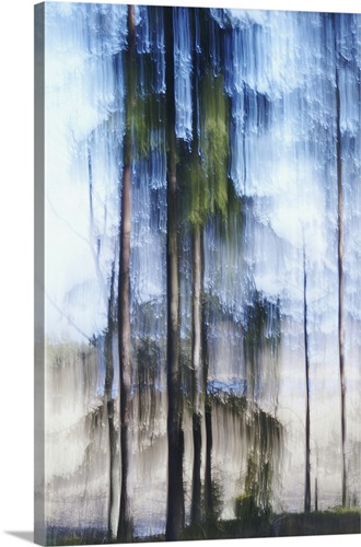 Crying Pine Tree II | Great Big Canvas