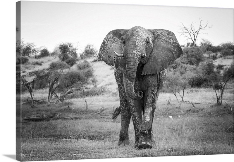 Curious Elephant | Great Big Canvas