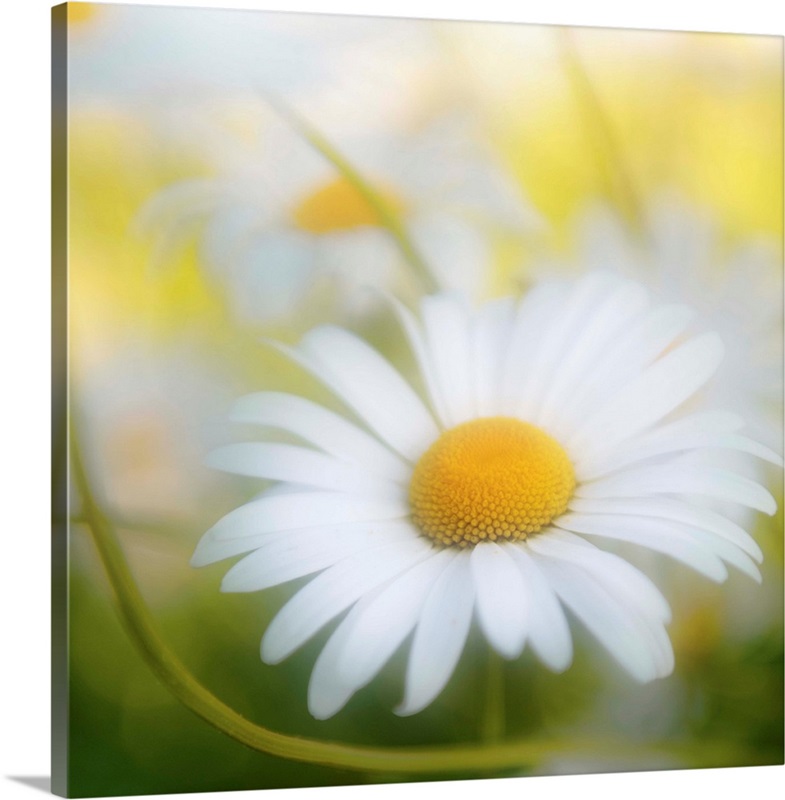 Daisy | Great Big Canvas