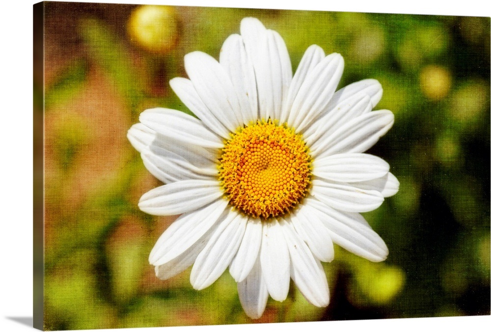 Daisy on Canvas Wall Art, Canvas Prints, Framed Prints, Wall Peels ...