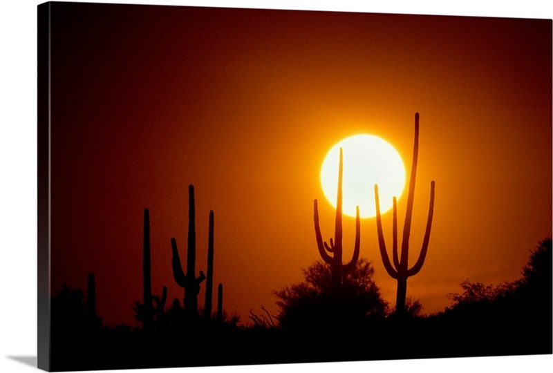 Desert Sun | Great Big Canvas