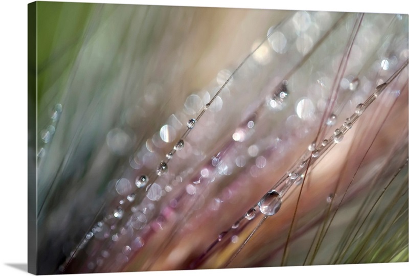 Dew | Great Big Canvas