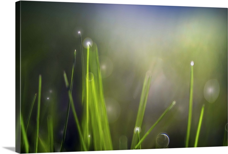 Dew | Great Big Canvas