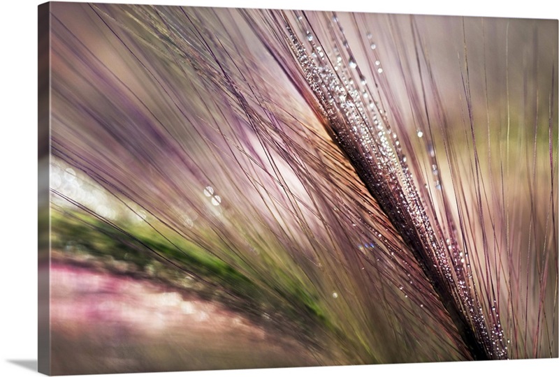Dew II | Great Big Canvas