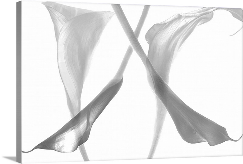 Diaphanous | Great Big Canvas