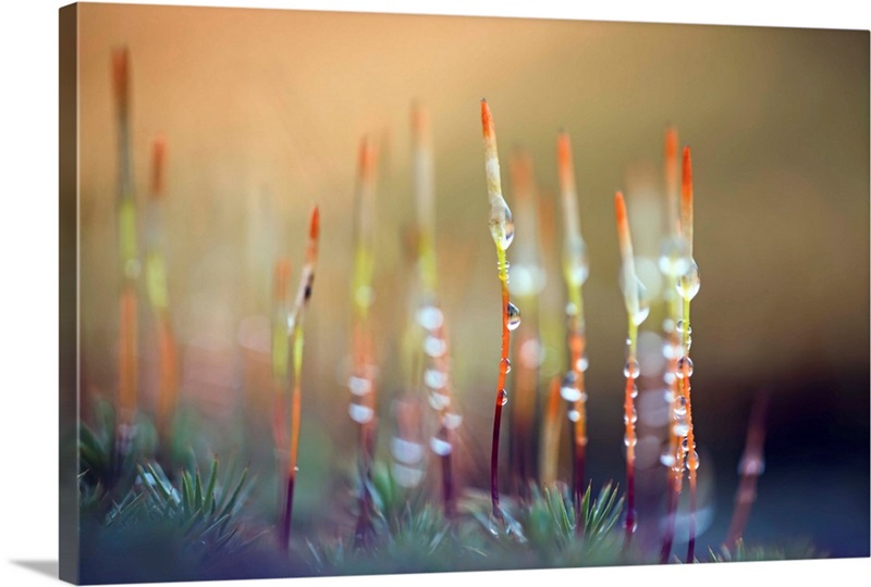 Evening Moss | Great Big Canvas