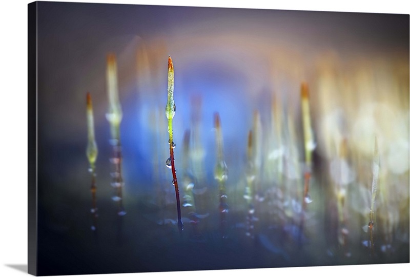 Evening Moss | Great Big Canvas