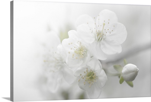 Fade to White | Great Big Canvas