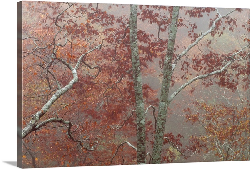 Fall's Fog II | Great Big Canvas
