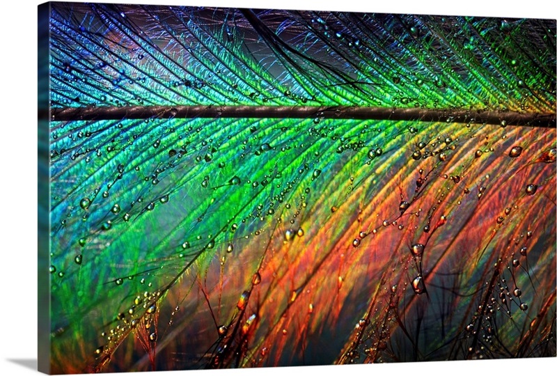 Featherlight | Great Big Canvas