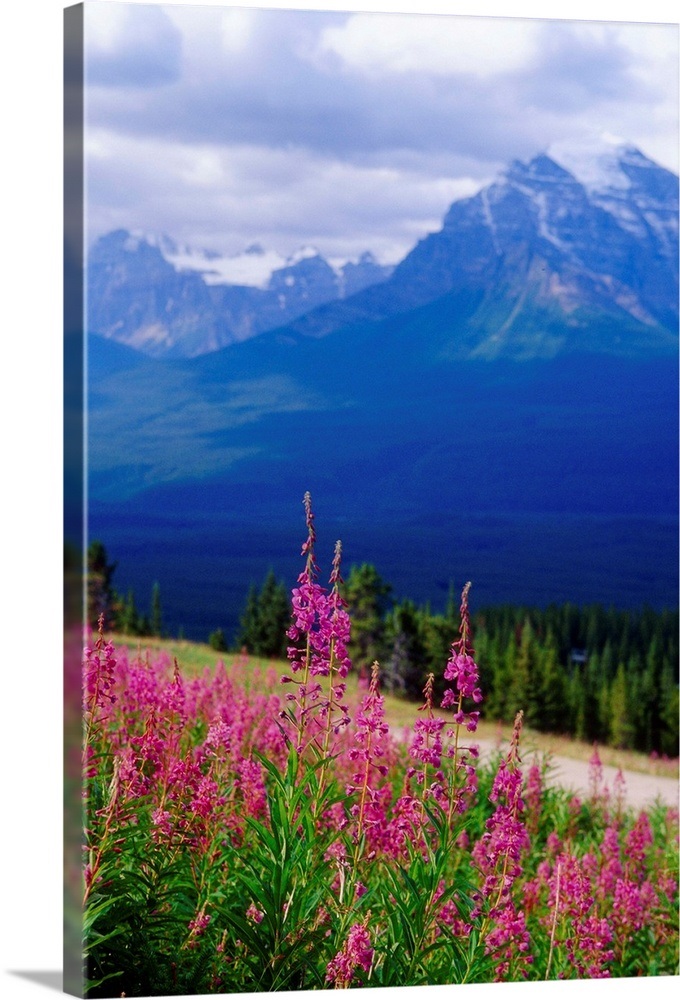 Fireweed Bloom on the Hillside; Rocky Mountains, Alberta, Canada Wall ...