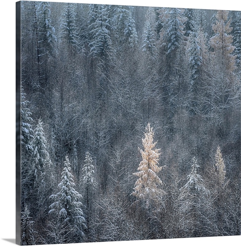 First Snow | Great Big Canvas