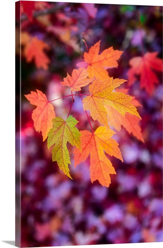 Funtime | Great Big Canvas