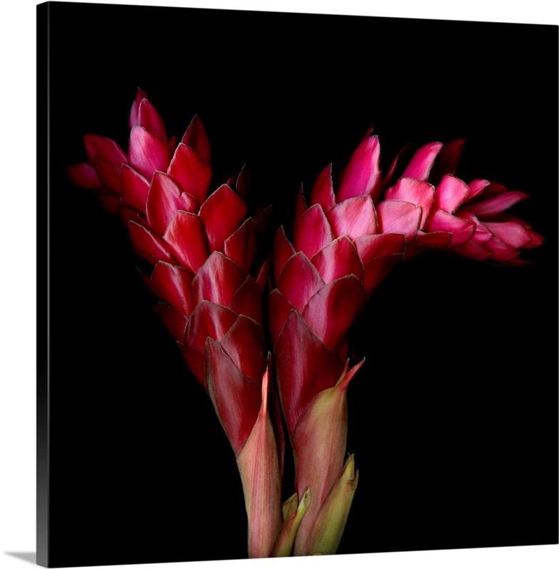 Ginger flowers | Great Big Canvas