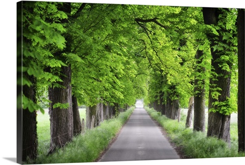 Green Alley | Great Big Canvas