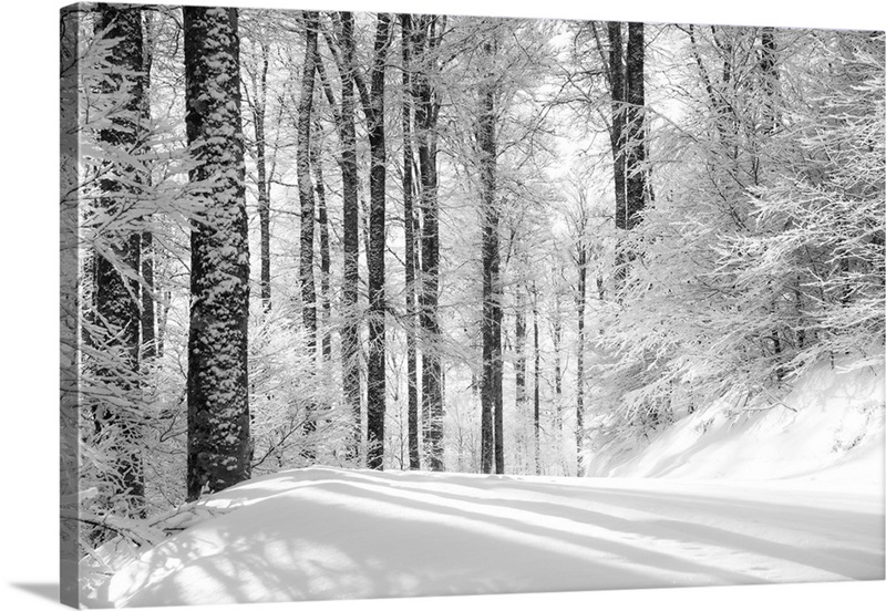 In the White Forest | Great Big Canvas