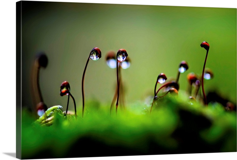 Invasion of the Body Snatchers | Great Big Canvas