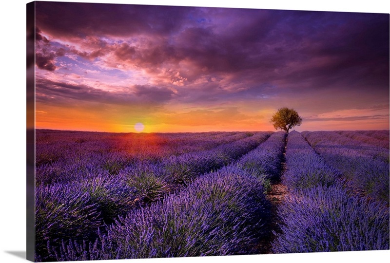 Lavender at Sunset | Great Big Canvas
