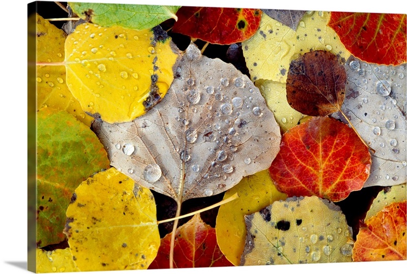 Leaves Dew Drops | Great Big Canvas
