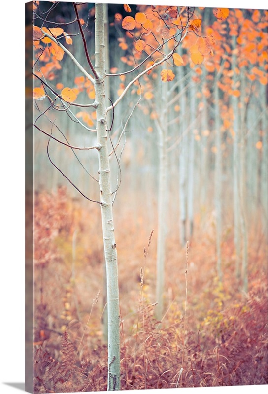 Liminal Fall | Great Big Canvas