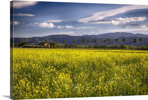 Napa Valley Spring Vista | Great Big Canvas