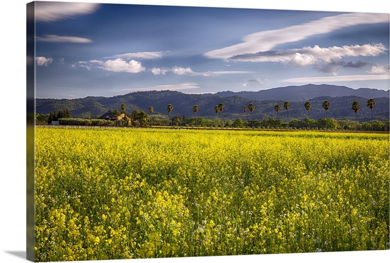 Napa Valley Spring Vista | Great Big Canvas