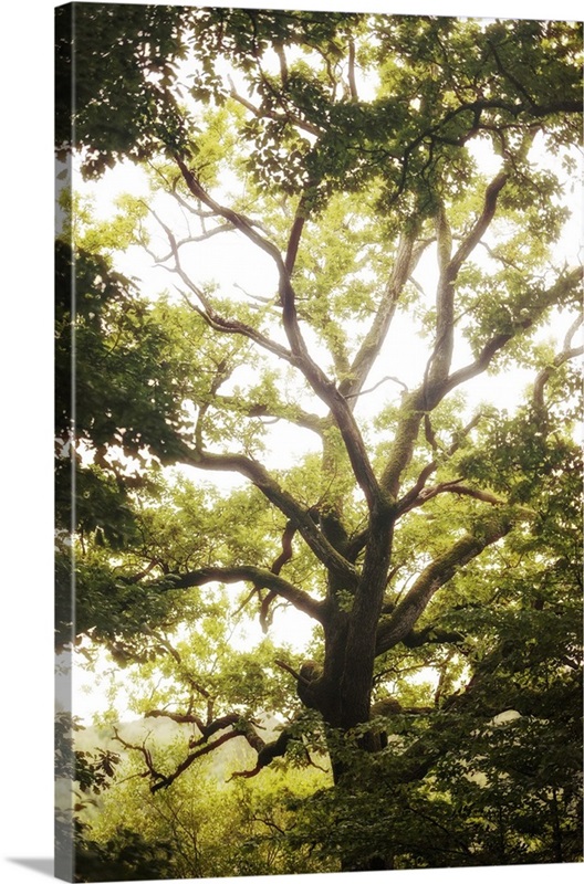 Natural Morning Light | Great Big Canvas