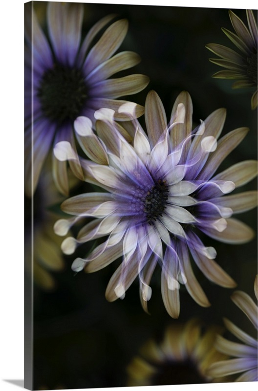 Negative Flowers | Great Big Canvas