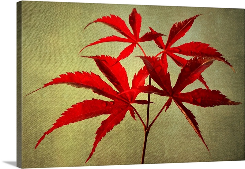 Not Just Red | Great Big Canvas