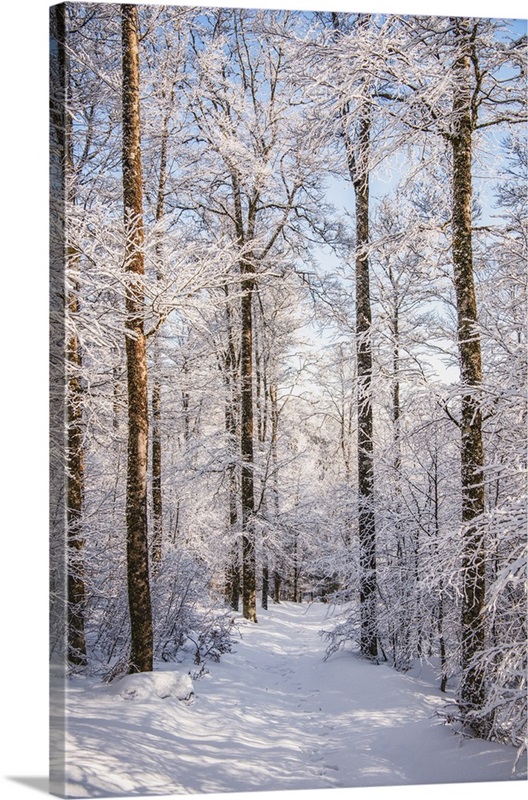 On my White Path | Great Big Canvas