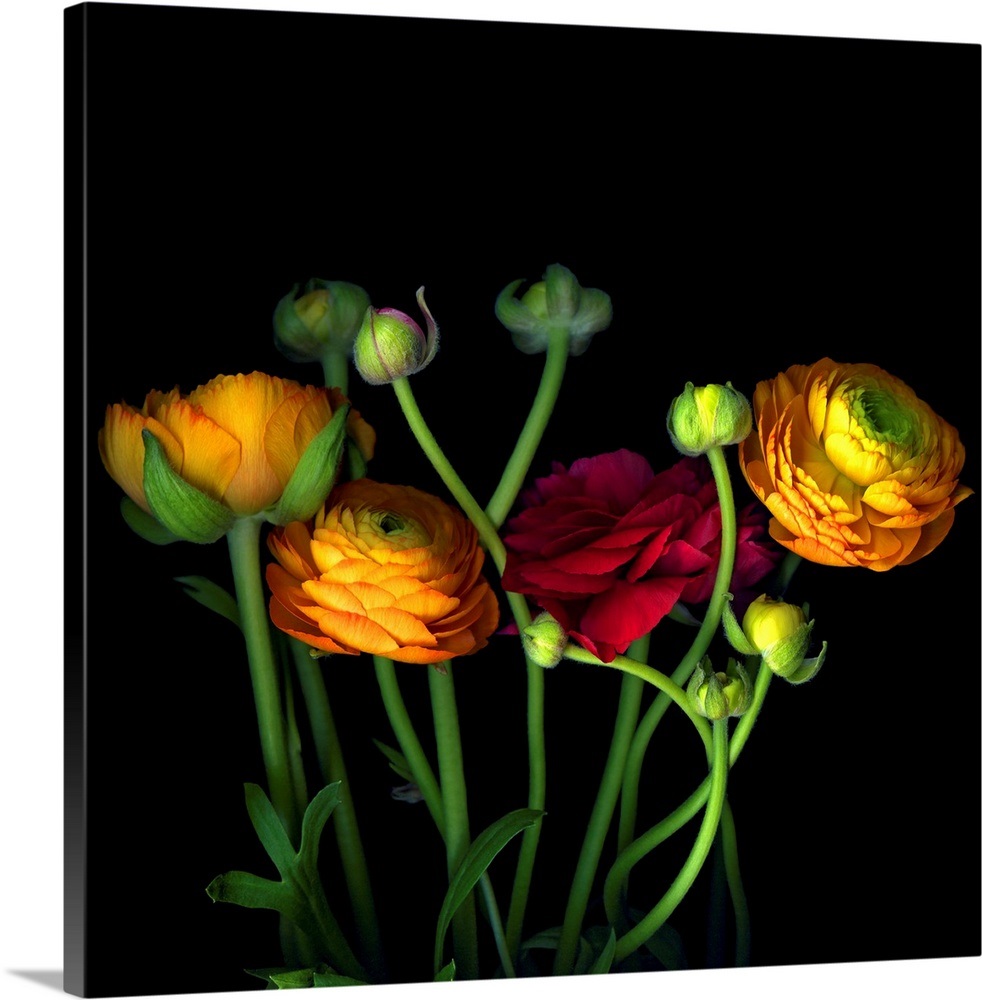 Orange, yellow and red ranunculus Wall Art, Canvas Prints, Framed ...