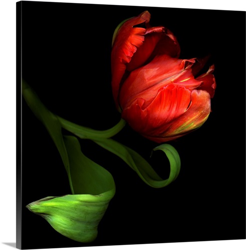 Parrot Tulip | Great Big Canvas