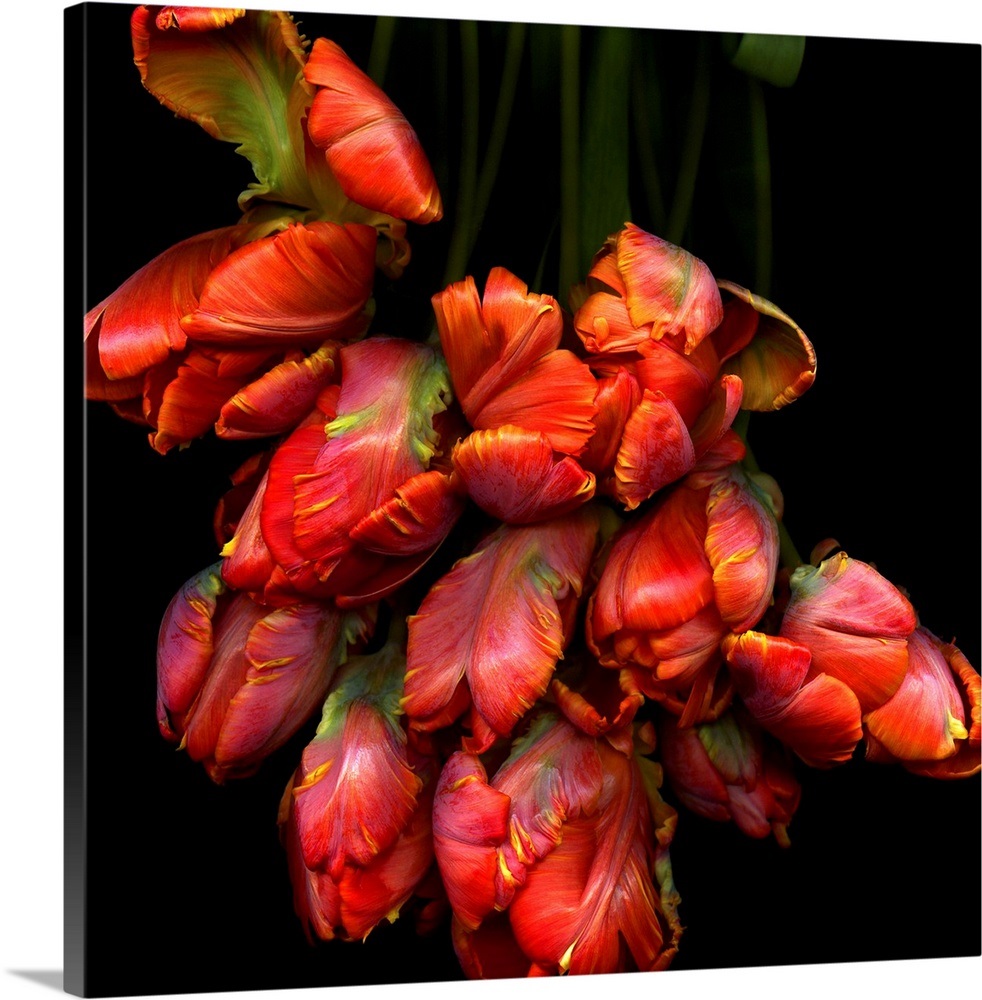 Parrot tulips Wall Art, Canvas Prints, Framed Prints, Wall Peels ...