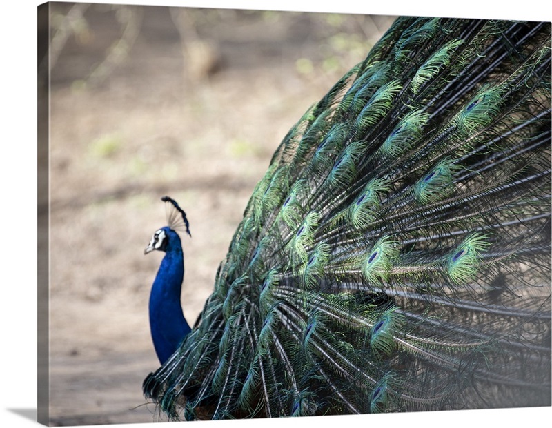 Peacock Train Feathers | Great Big Canvas