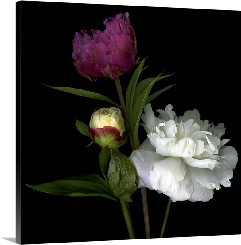 Peony Mix | Great Big Canvas