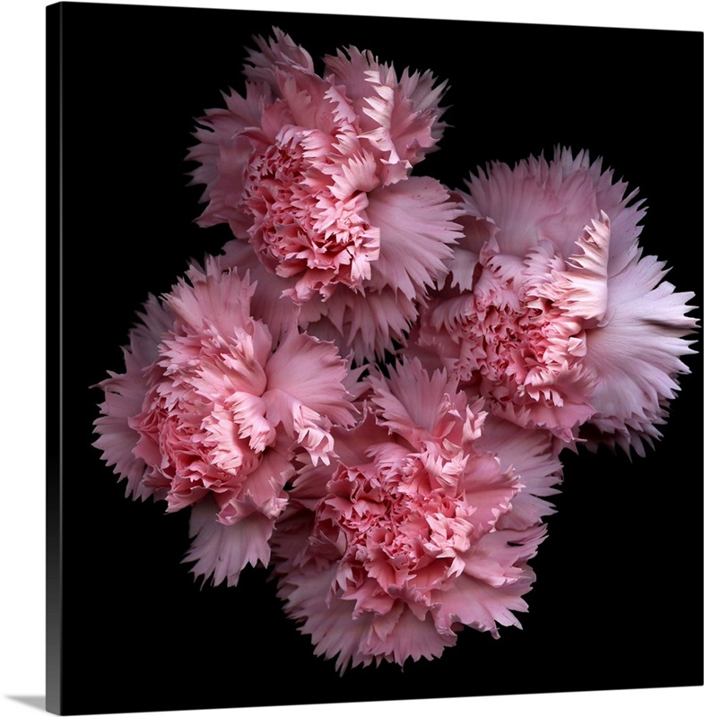 Pink carnations | Great Big Canvas