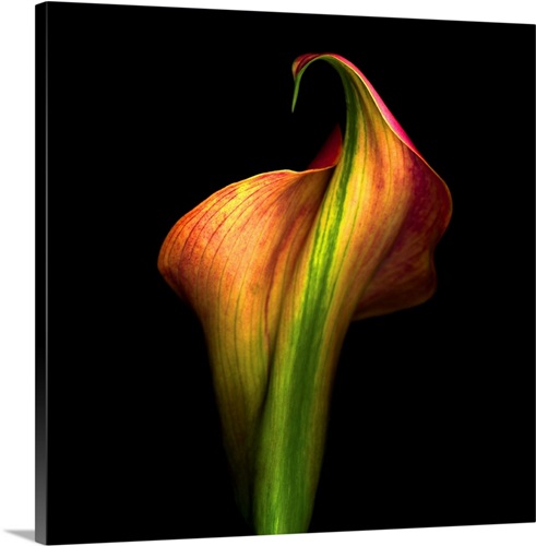 Poison chalice | Great Big Canvas