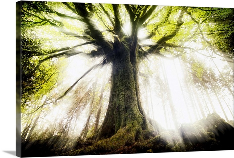 Ponthus Beech | Great Big Canvas
