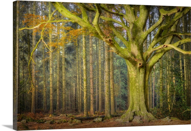 Ponthus Beech Tree | Great Big Canvas