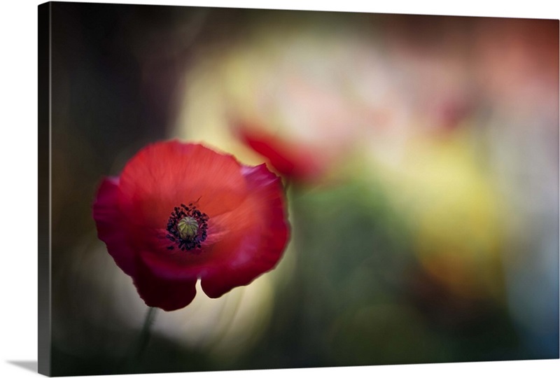 Poppy | Great Big Canvas