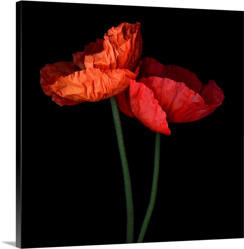 Poppy Wall Art, Canvas Prints, Framed Prints, Wall Peels | Great Big Canvas