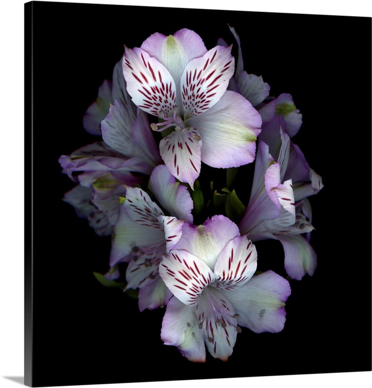 Purple Alstroemeria II Wall Art, Canvas Prints, Framed Prints, Wall ...